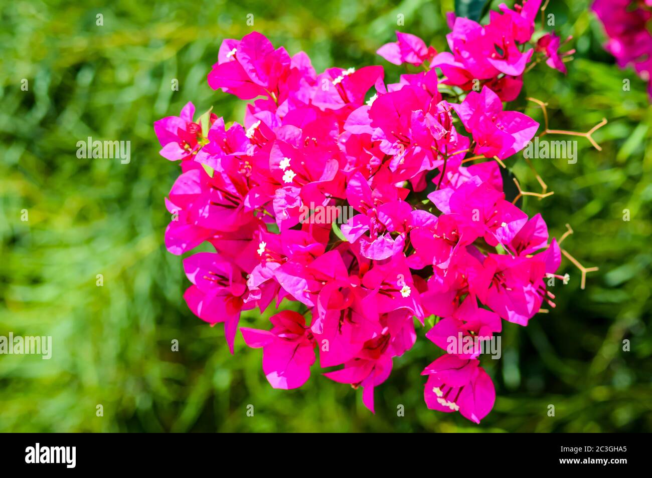 Bush of hydrangea macrophylla red baron flowers. close up of flowers ...