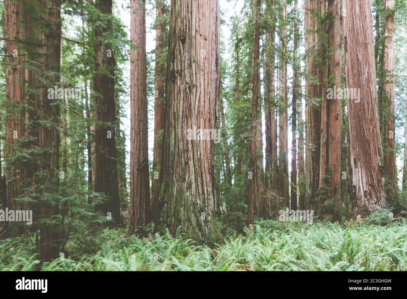 Beautiful view of tree trunks in the rainforest Stock Photo - Alamy