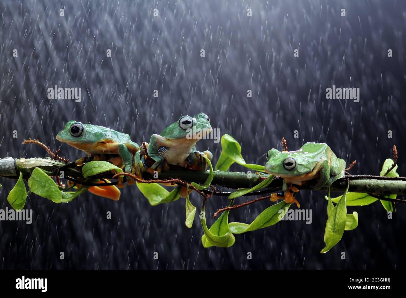 Wallace’s flying frogs hi-res stock photography and images - Alamy