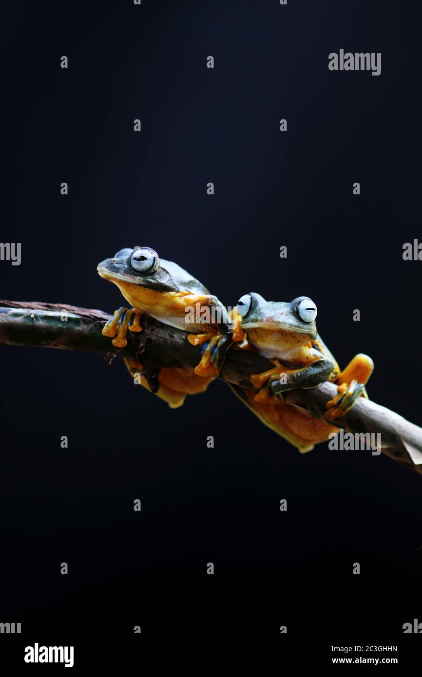 Wallace’s flying frogs hi-res stock photography and images - Alamy