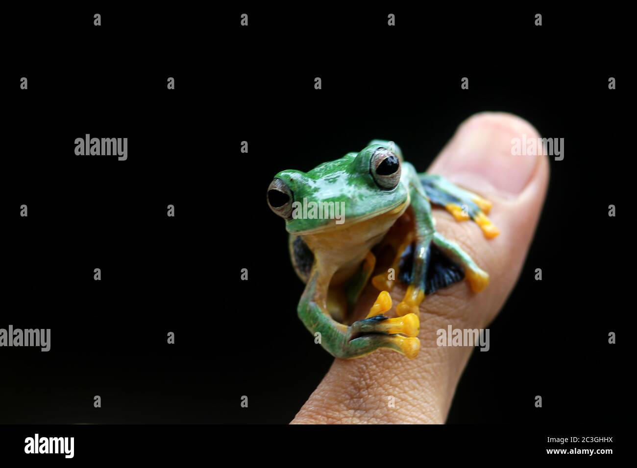 Wallace’s flying frogs hi-res stock photography and images - Alamy