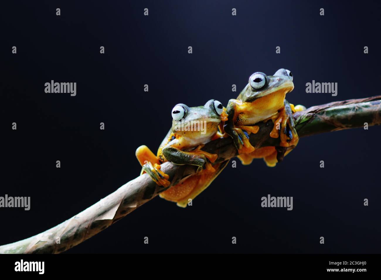 Wallace's flying frogs, frogs, tree frogs on twigs Stock Photo - Alamy