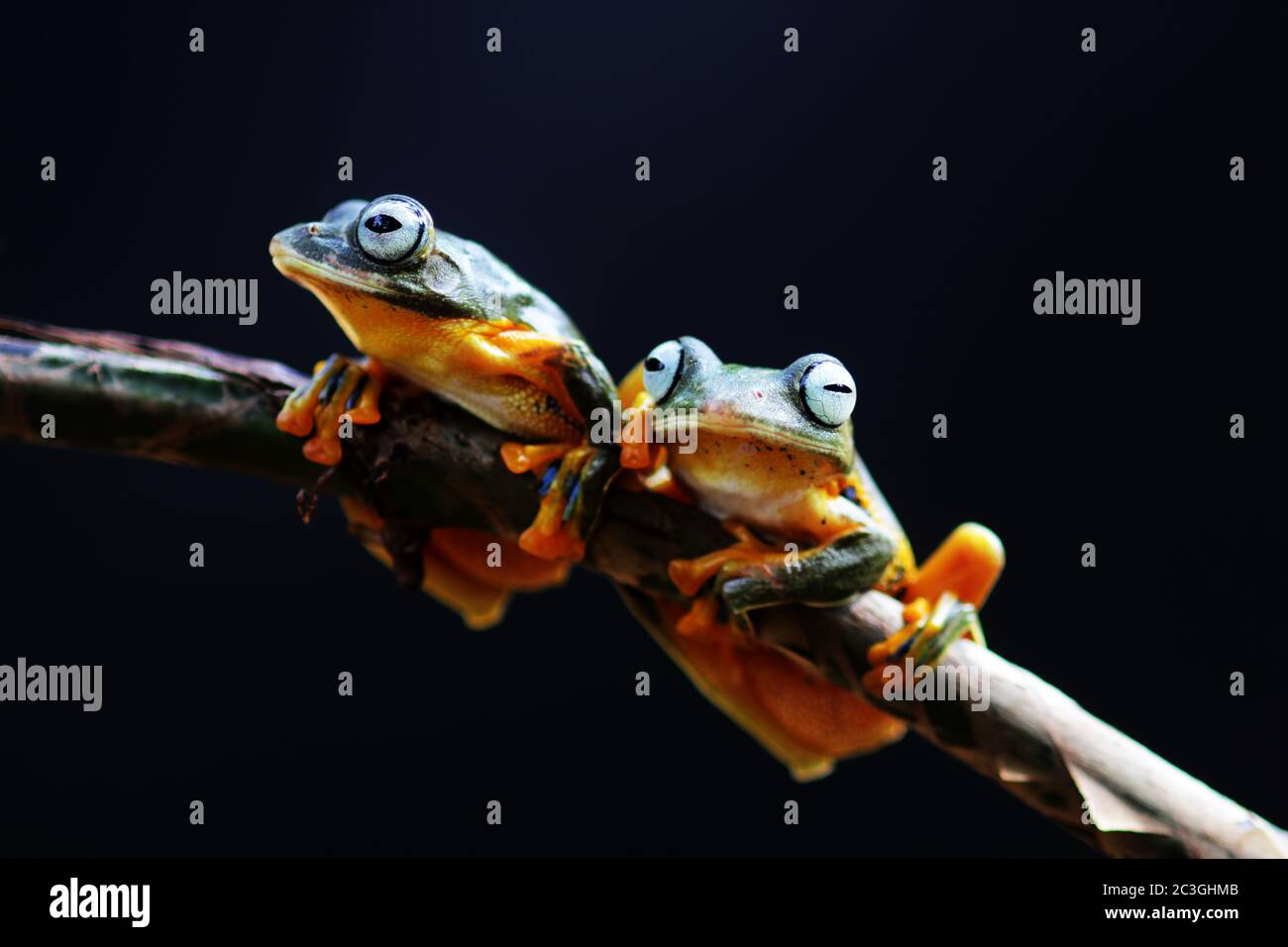 Wallace’s flying frogs hi-res stock photography and images - Alamy