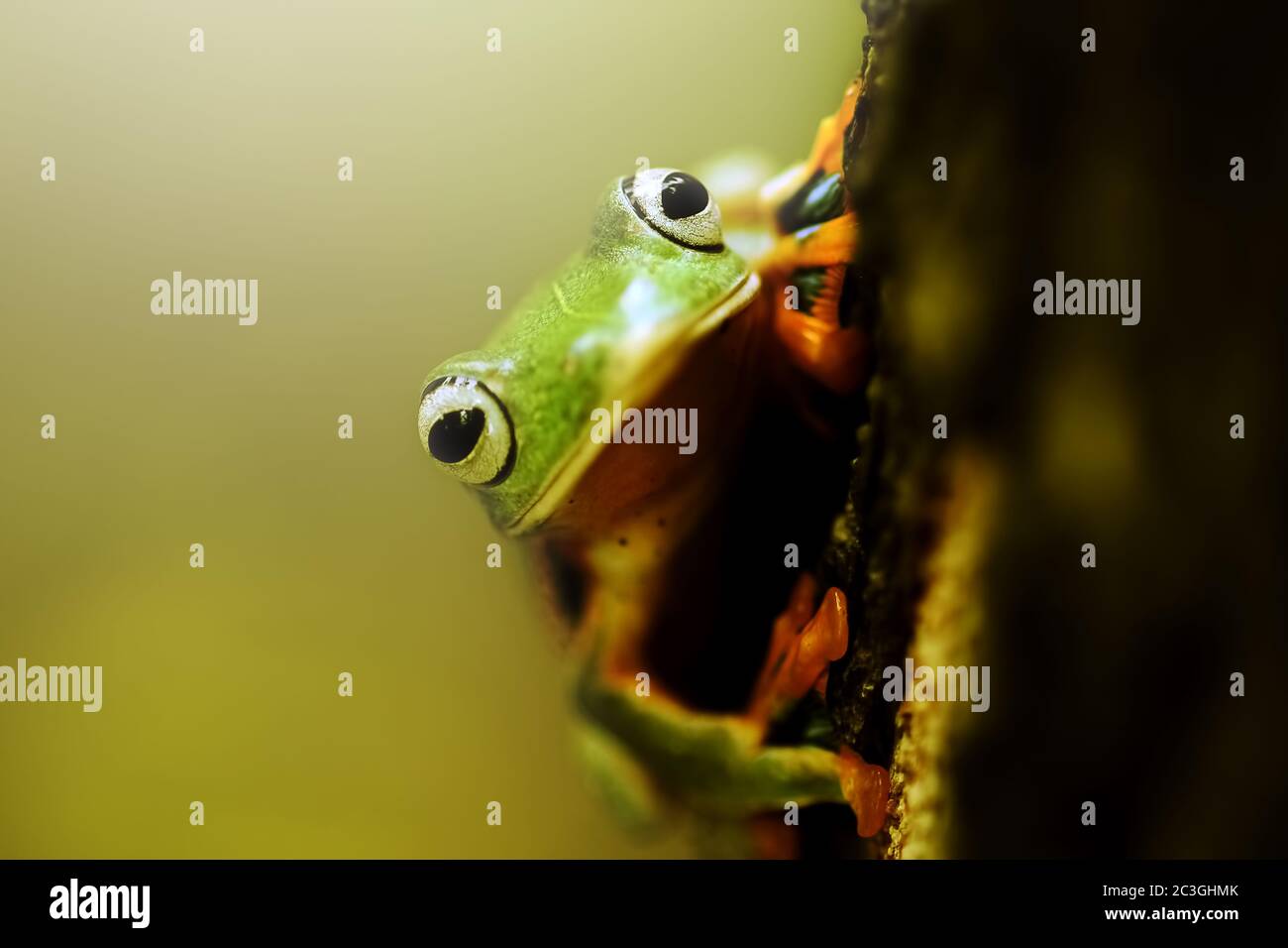 Wallace’s flying frogs hi-res stock photography and images - Alamy