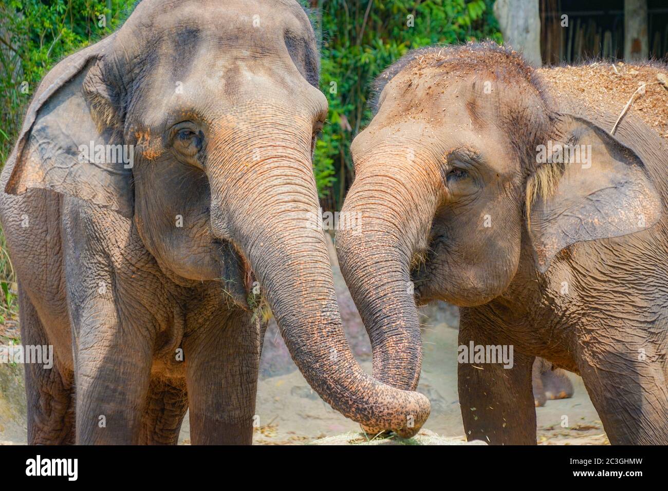 Elephant Singapore Zoo Stock Photo - Alamy