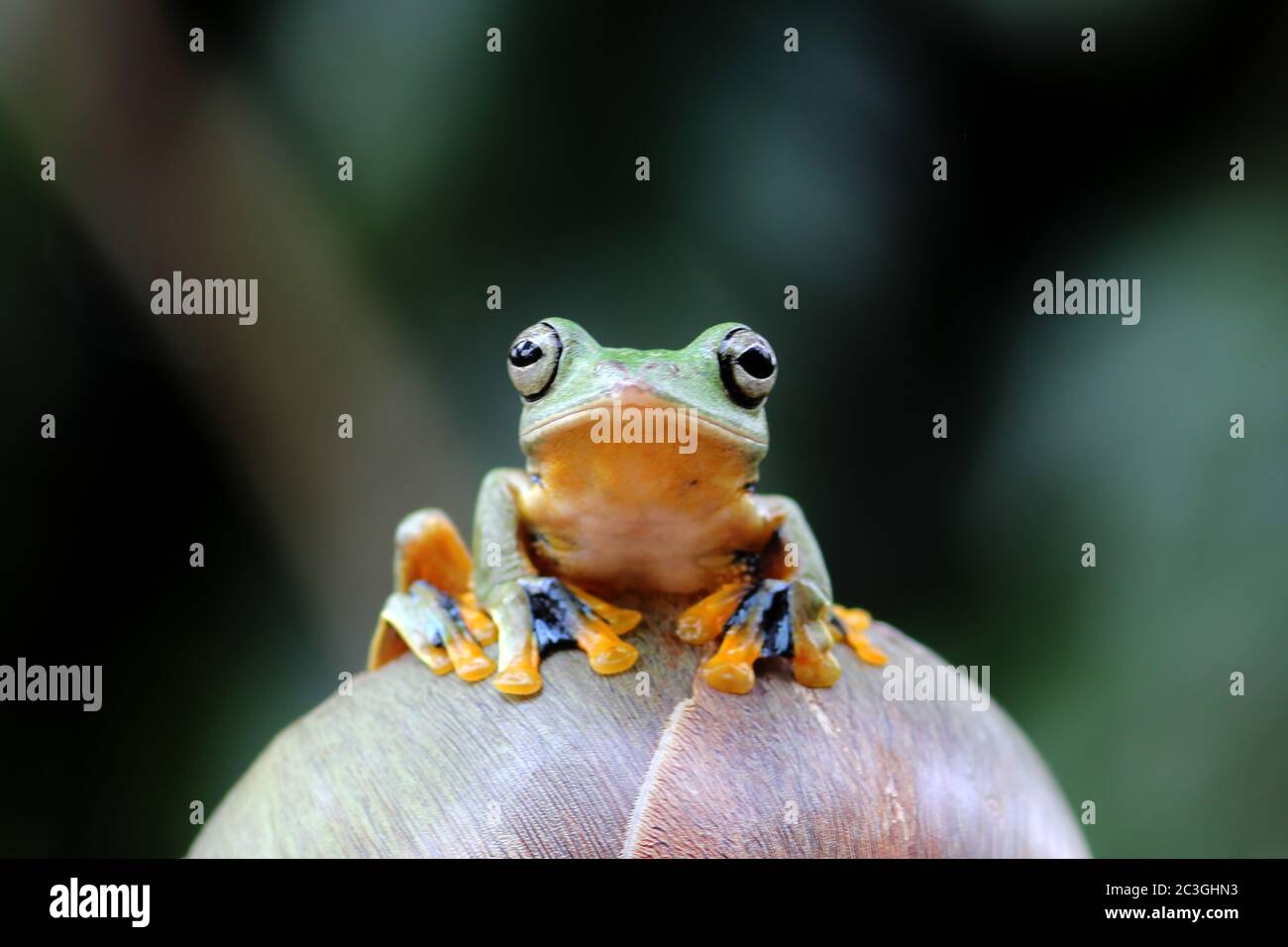 Wallace’s tree frogs hi-res stock photography and images - Alamy