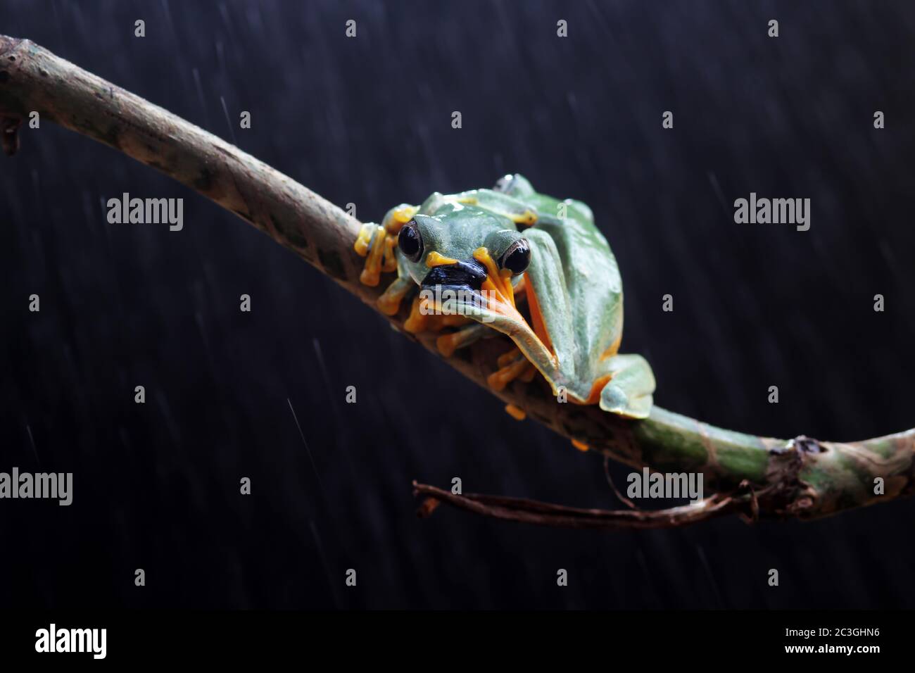 Wallace’s flying frogs hi-res stock photography and images - Alamy
