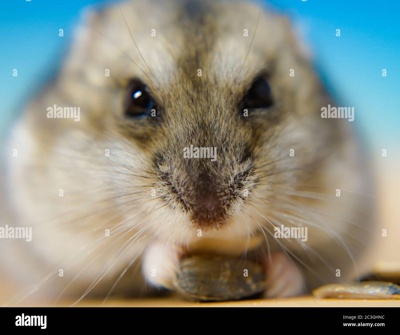 Cute Djungarian hamster Stock Photo - Alamy