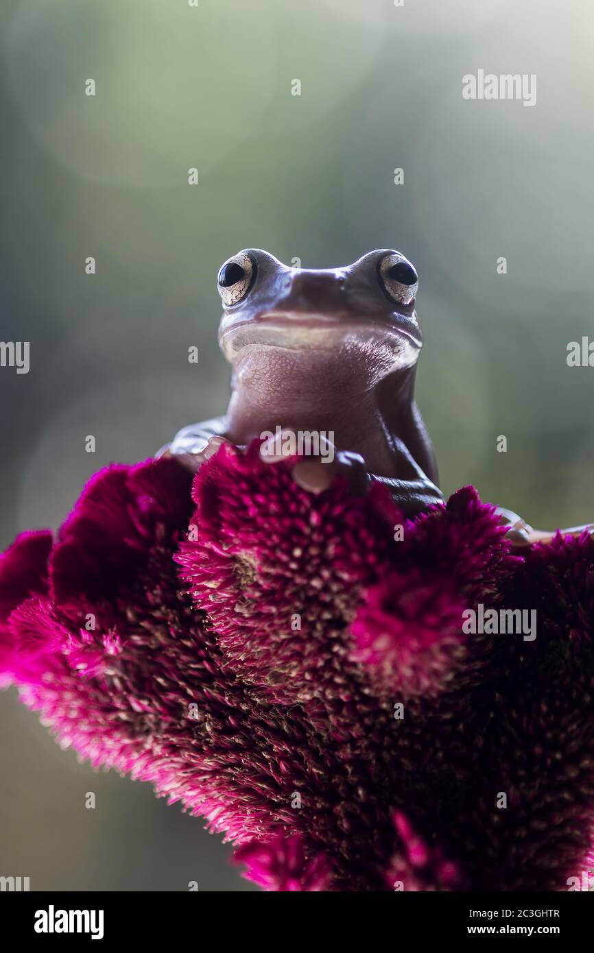 frogs, tree frogs, dumpy frogs in tree branches or flowers Stock Photo ...