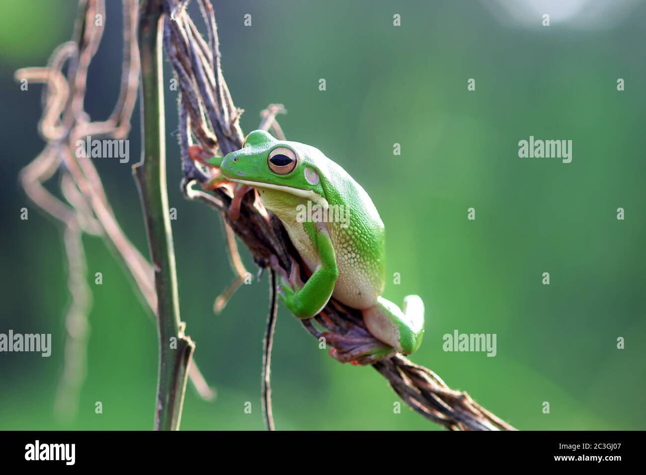 frogs, tree frogs, dumpy frogs in tree branches or flowers Stock Photo ...