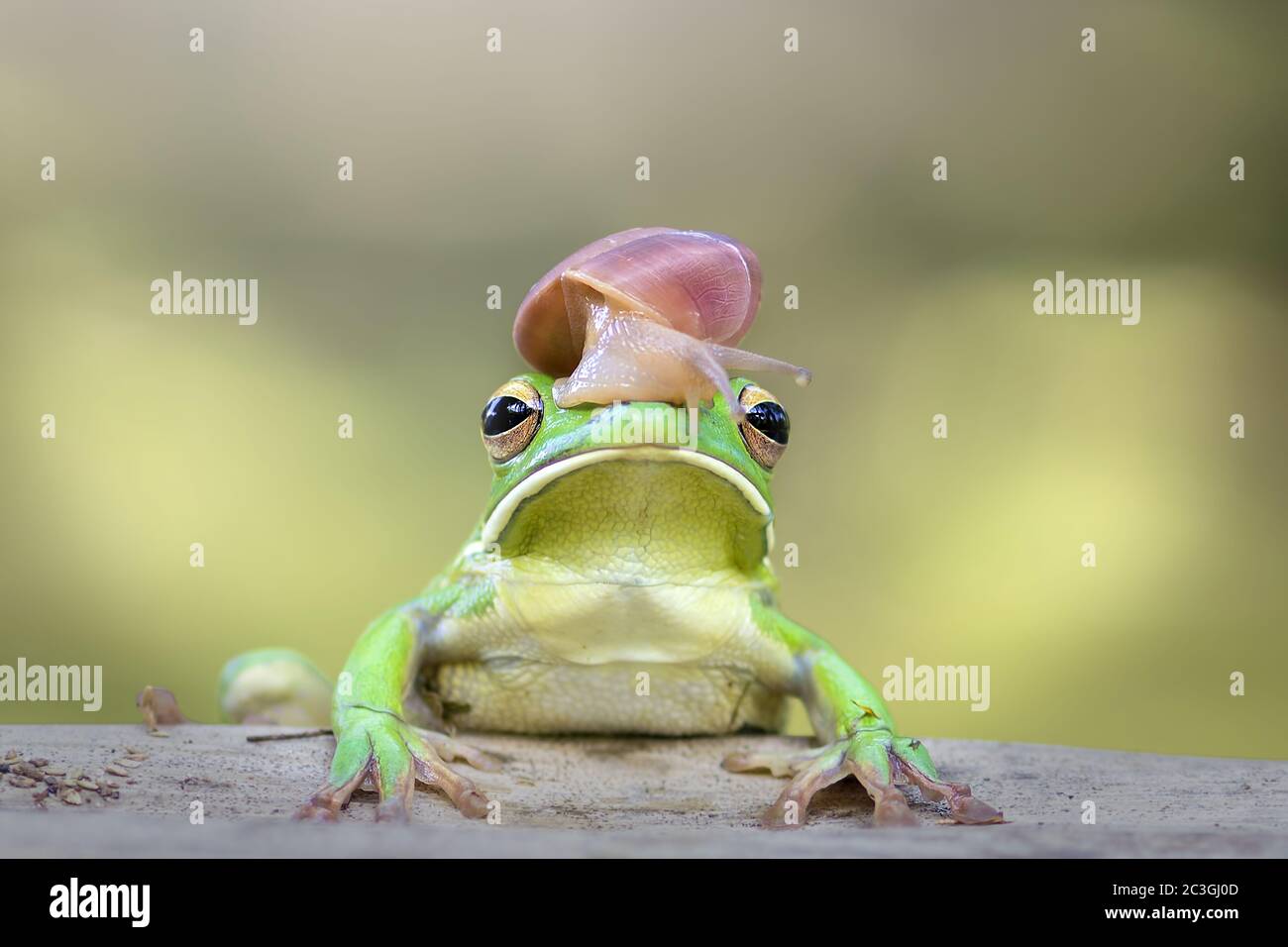 Dumpy frog hi-res stock photography and images - Alamy