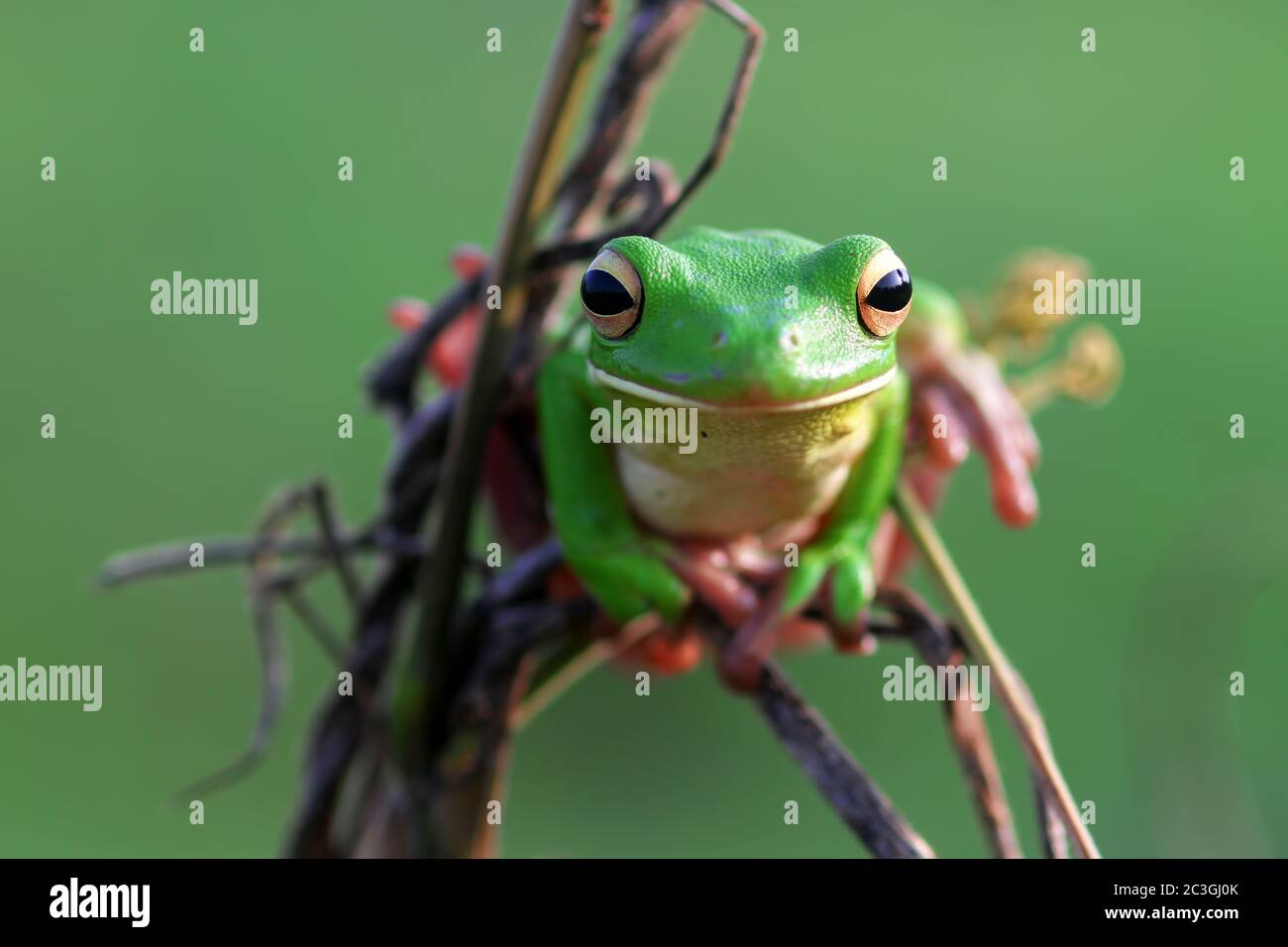 frogs, tree frogs, dumpy frogs in tree branches or flowers Stock Photo ...