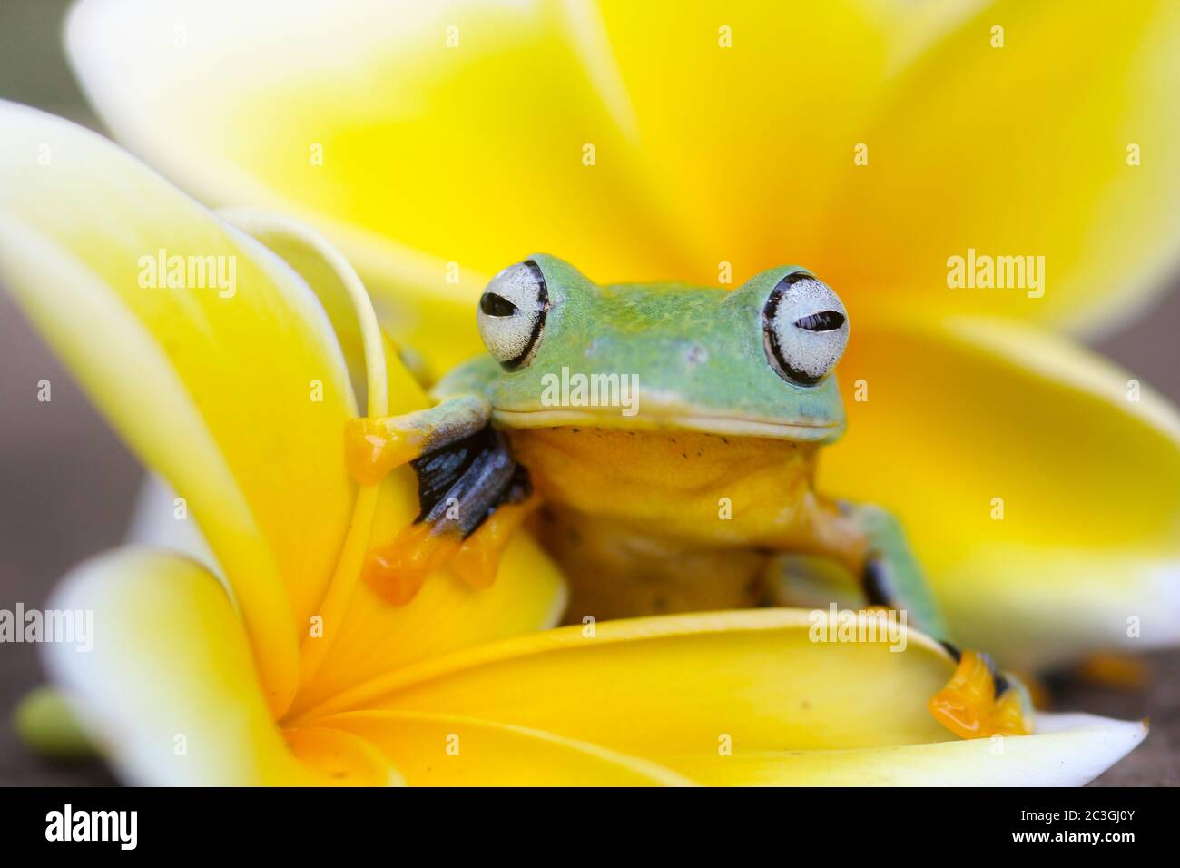 frogs, tree frogs, dumpy frogs in tree branches or flowers Stock Photo ...