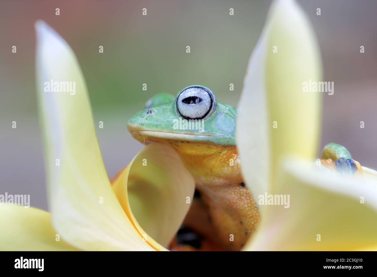 Wallace’s flying frog indonesia hi-res stock photography and images - Alamy