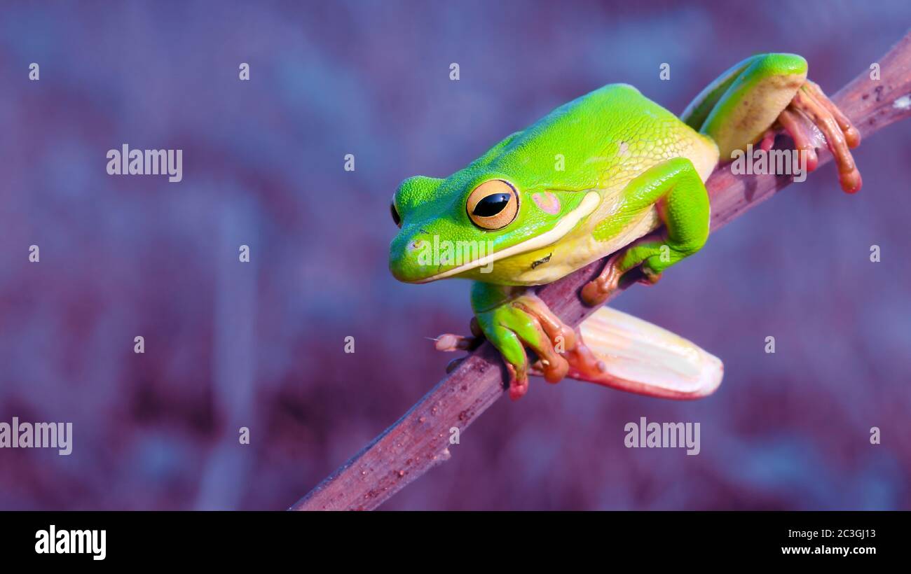 frogs, tree frogs, dumpy frogs in tree branches or flowers Stock Photo ...