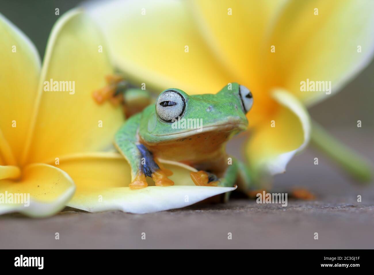 Wallace’s flying frogs hi-res stock photography and images - Alamy