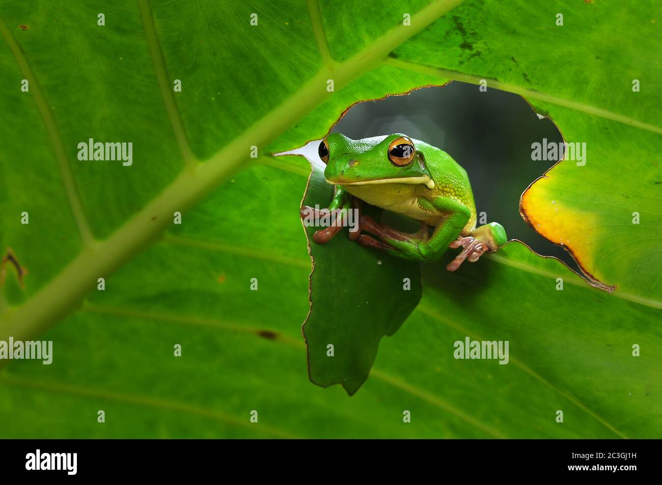 frogs, tree frogs, dumpy frogs in tree branches or flowers Stock Photo ...