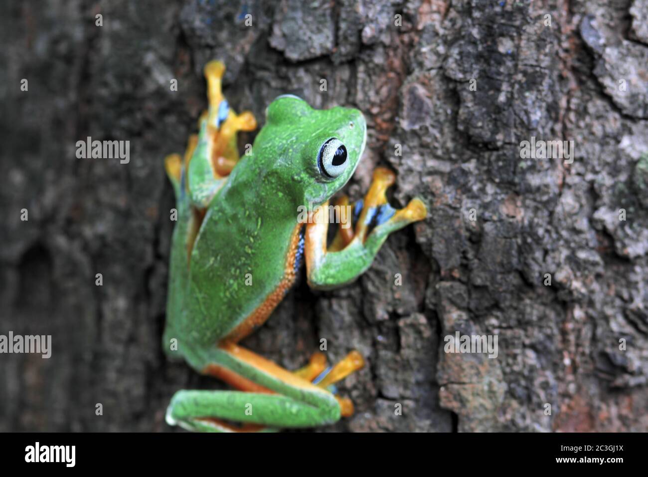 Wallace’s flying frogs hi-res stock photography and images - Alamy