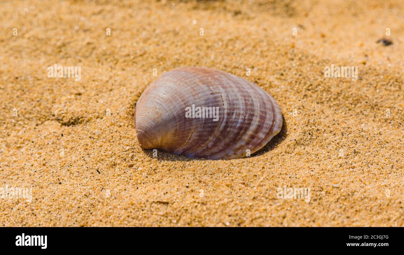 An open shell of a seashell lies on the sand Stock Photo - Alamy