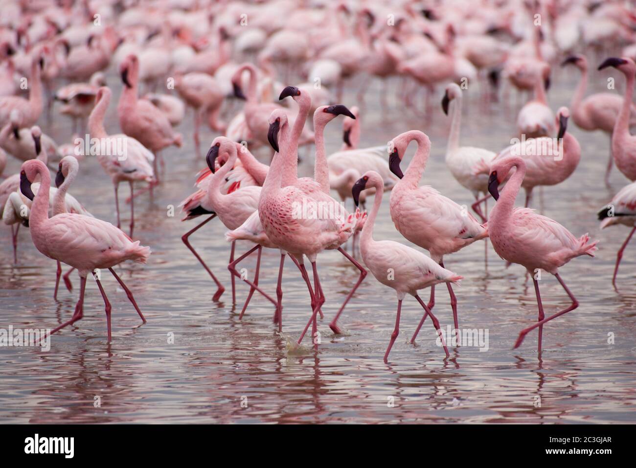 Lesser flamingo (Phoeniconaias minor Stock Photo - Alamy