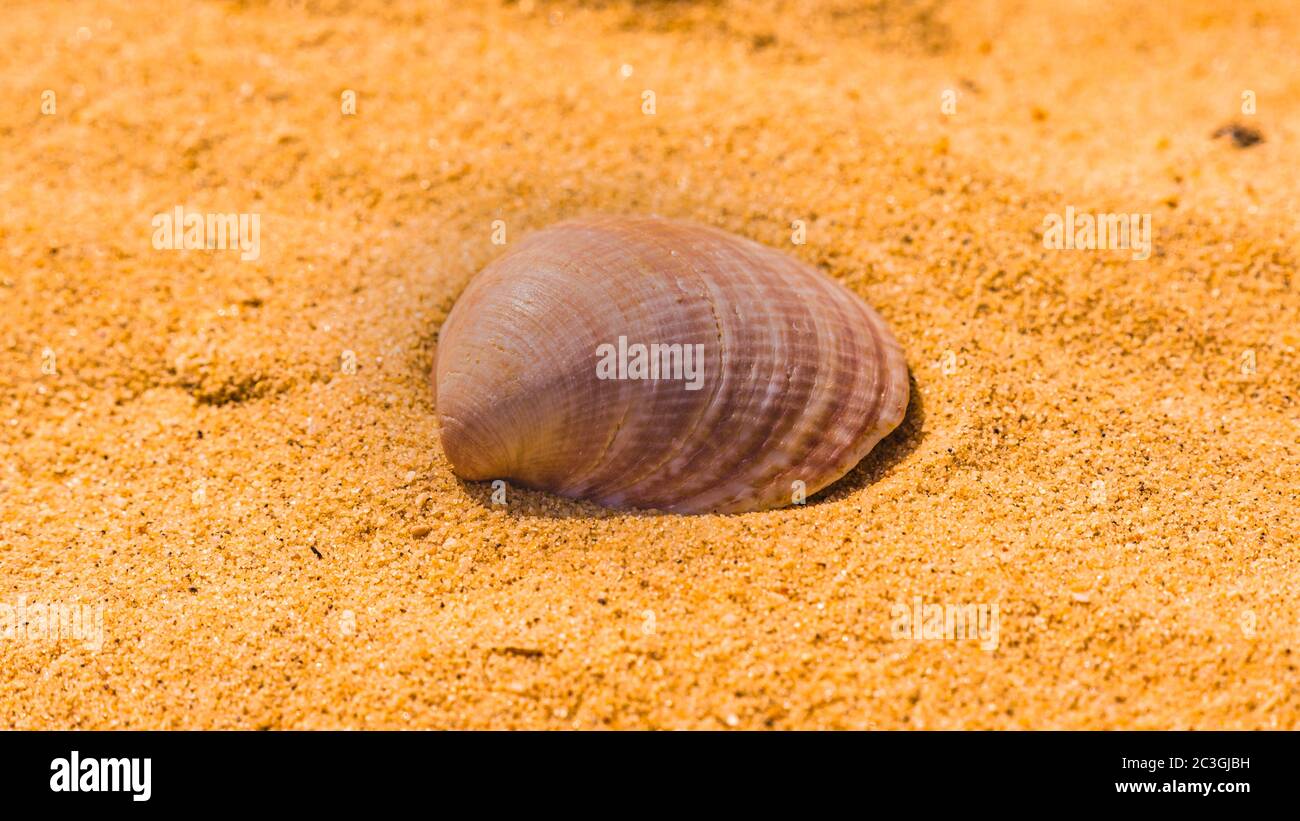 Open shell seashell lies hi-res stock photography and images - Alamy