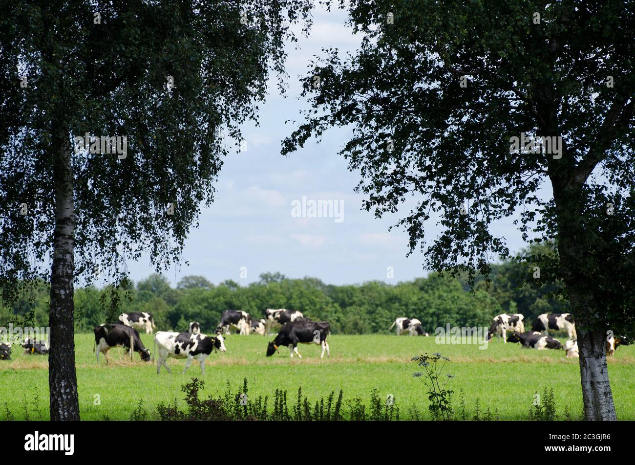 Many cows hi-res stock photography and images - Alamy