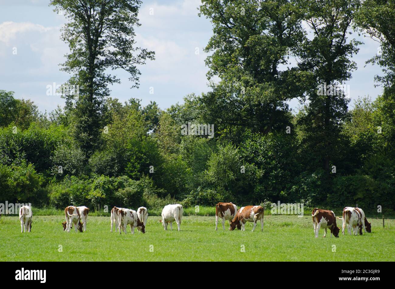 Many cows hi-res stock photography and images - Alamy