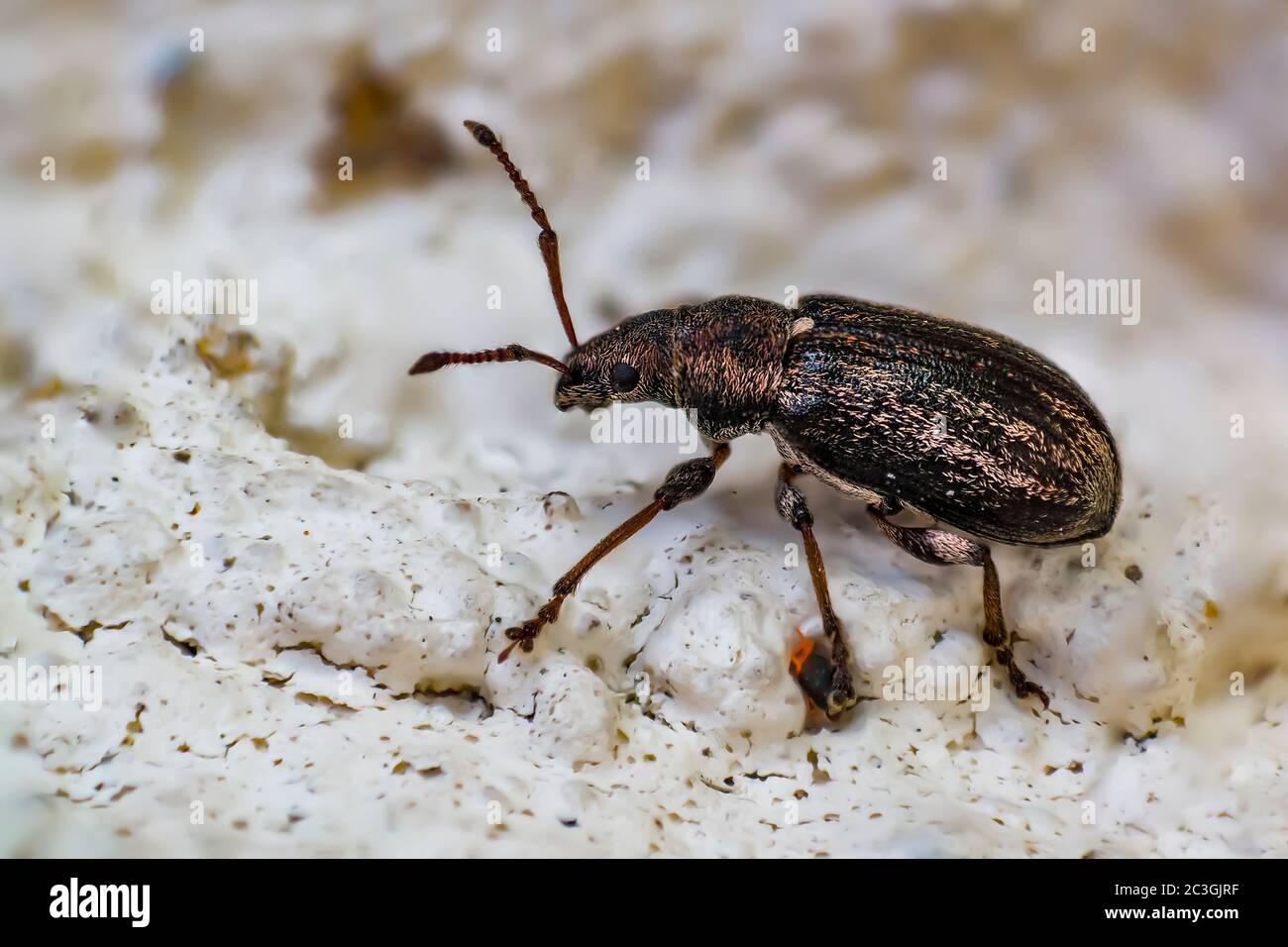Bed bug close up hi-res stock photography and images - Alamy