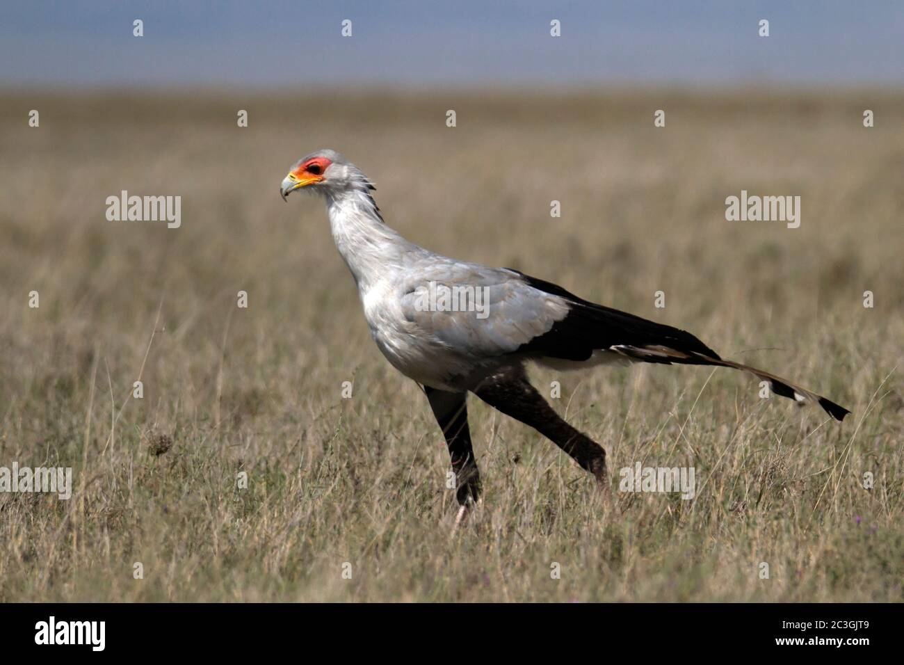 The Secretarybird or secretary bird (Sagittarius serpentarius Stock ...