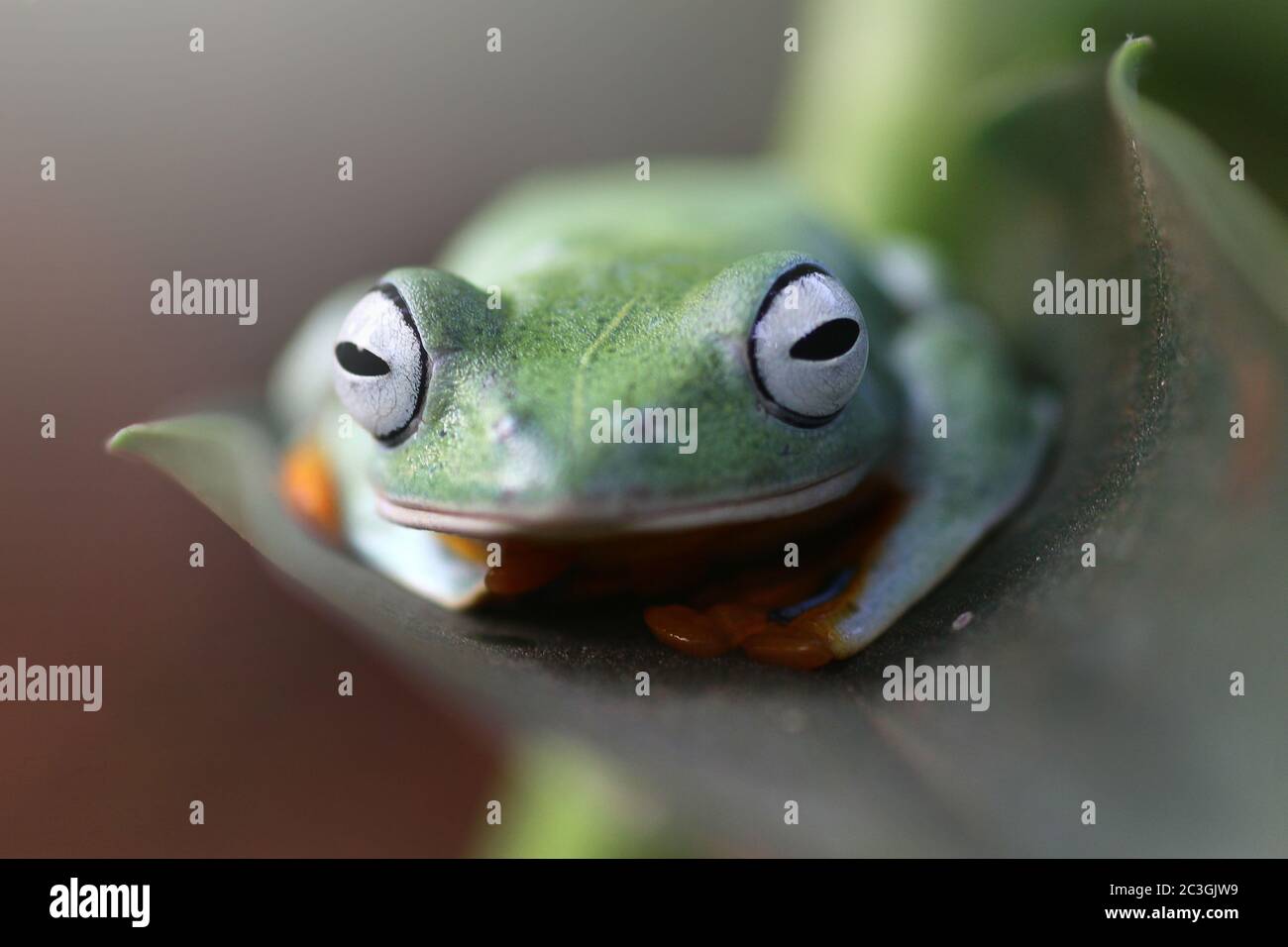 Wallace’s flying frog indonesia hi-res stock photography and images - Alamy