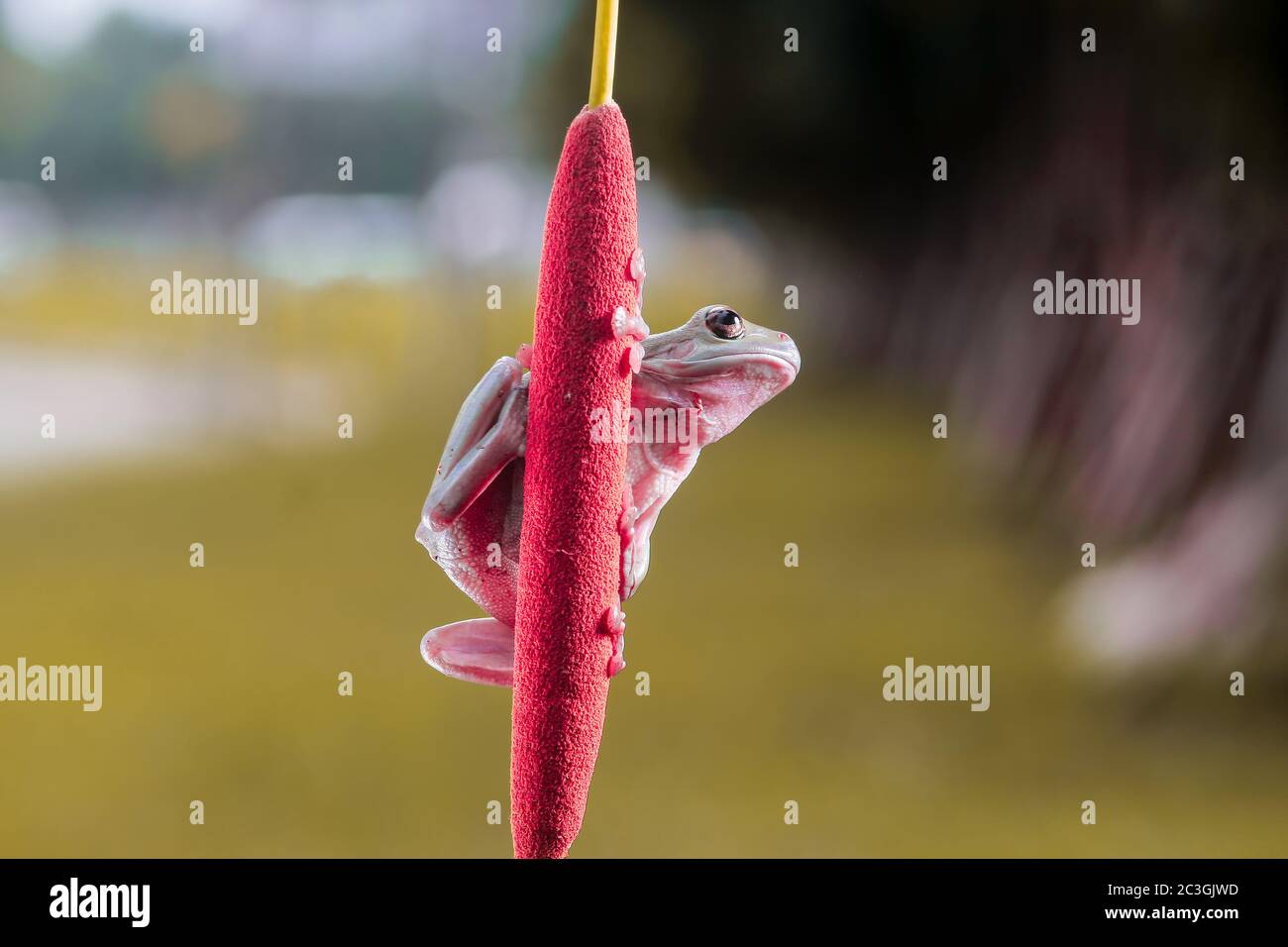 frogs, tree frogs, dumpy frogs in tree branches or flowers Stock Photo ...