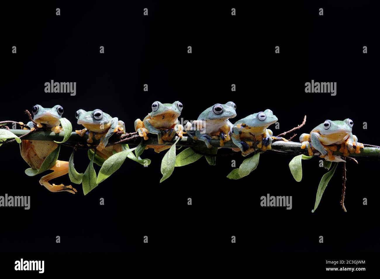 Wallace's flying frogs, frogs, tree frogs on twigs Stock Photo - Alamy
