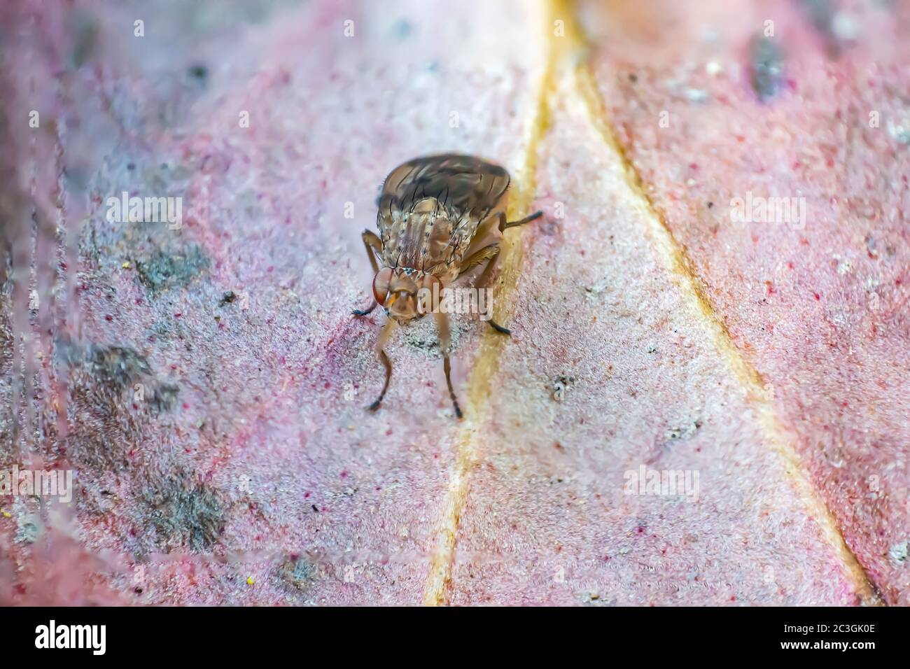 fruit fly close up Stock Photo - Alamy