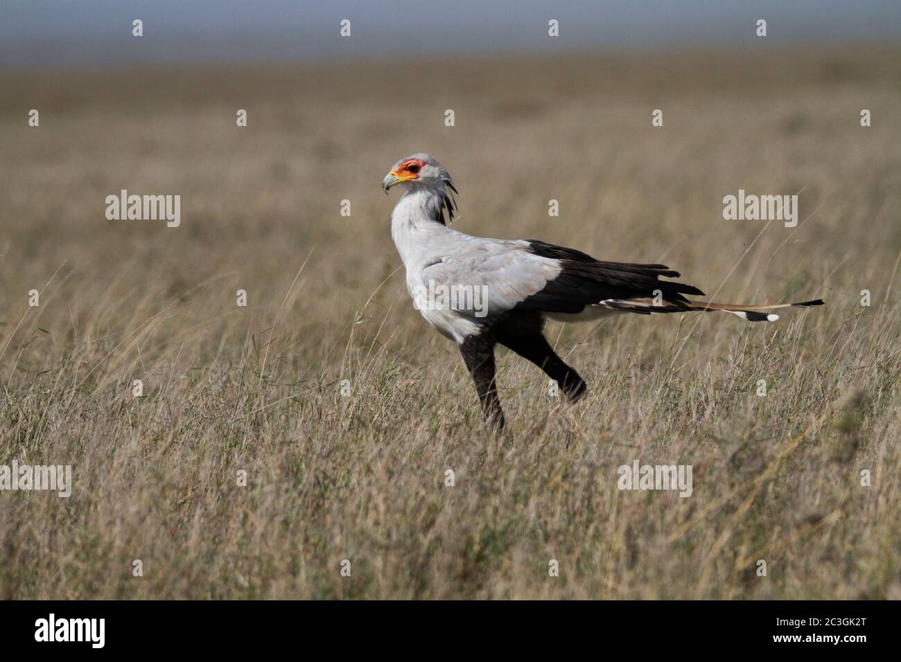 The Secretarybird or secretary bird (Sagittarius serpentarius Stock ...