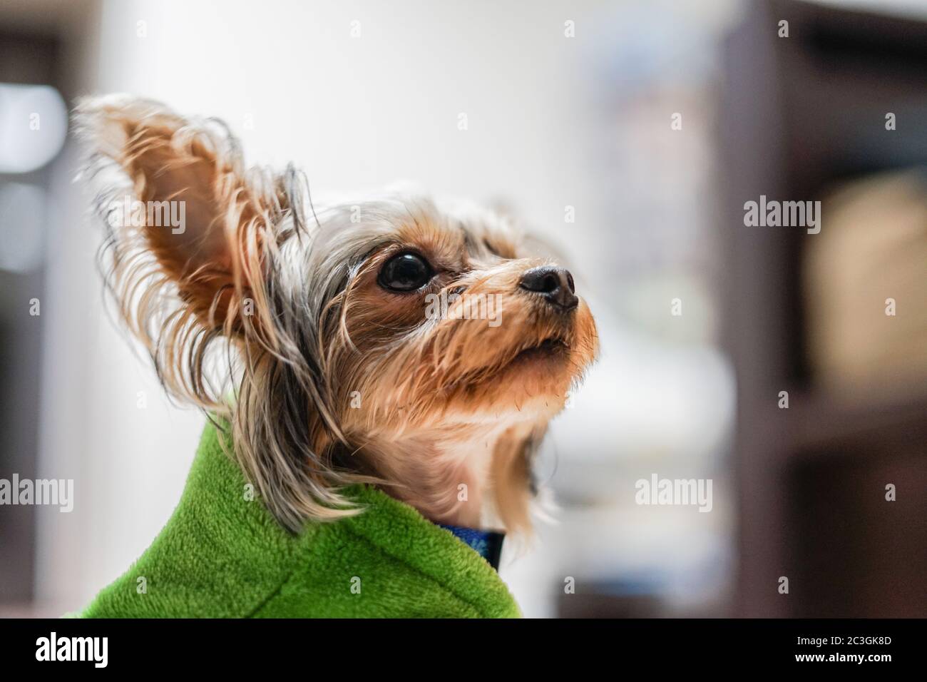 Companion animals hi-res stock photography and images - Alamy