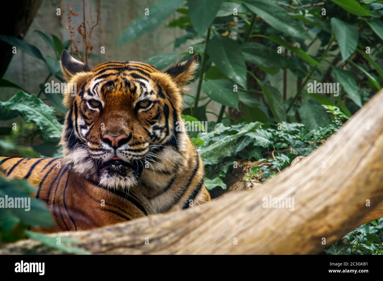 wild tiger watching for prey in the green jungle Stock Photo - Alamy
