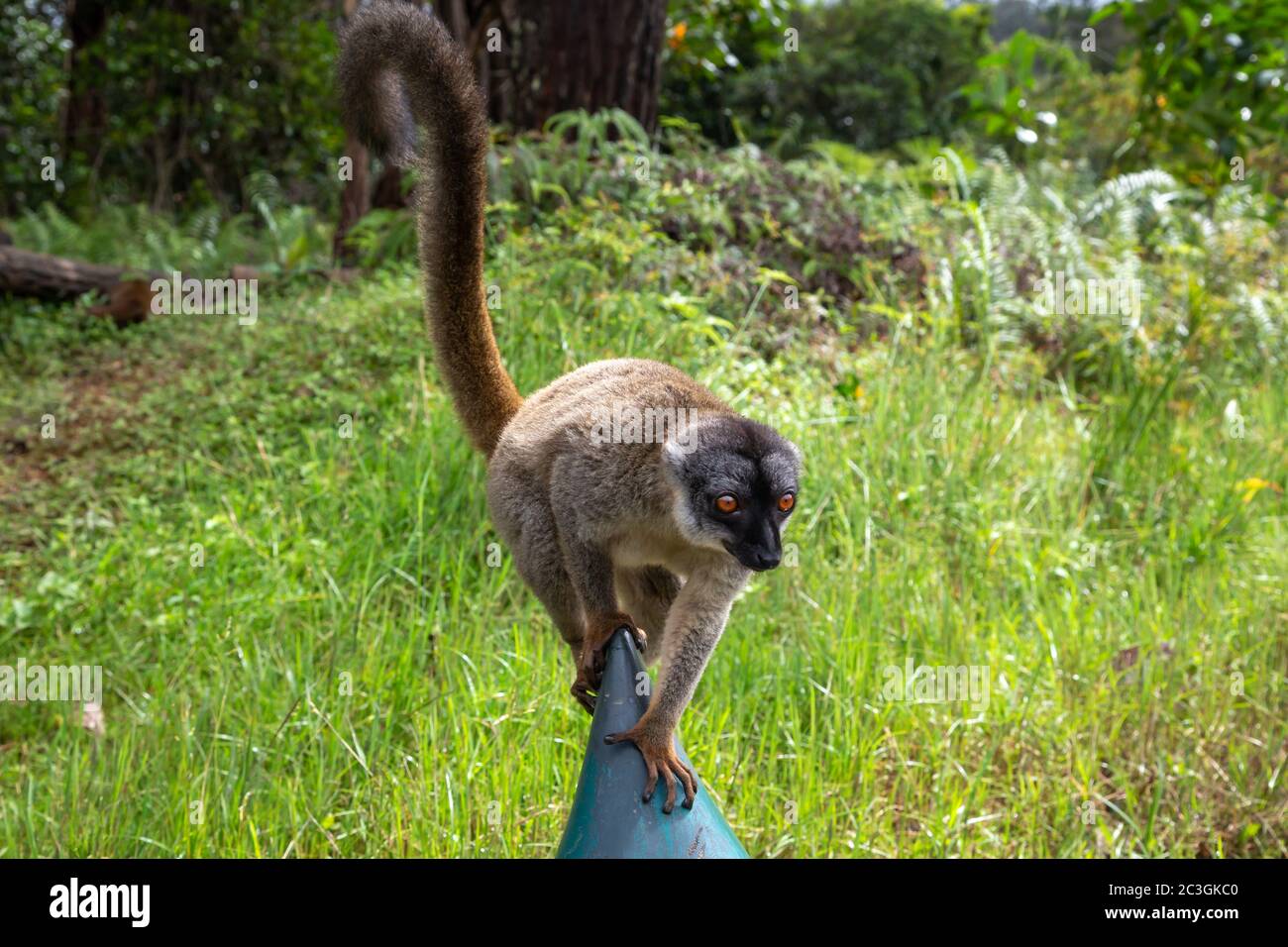 Rainforest Lemur High Resolution Stock Photography and Images - Alamy