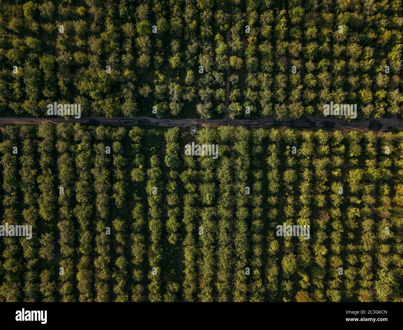 Agricultural fruit gardens, aerial top view from drone Stock Photo - Alamy