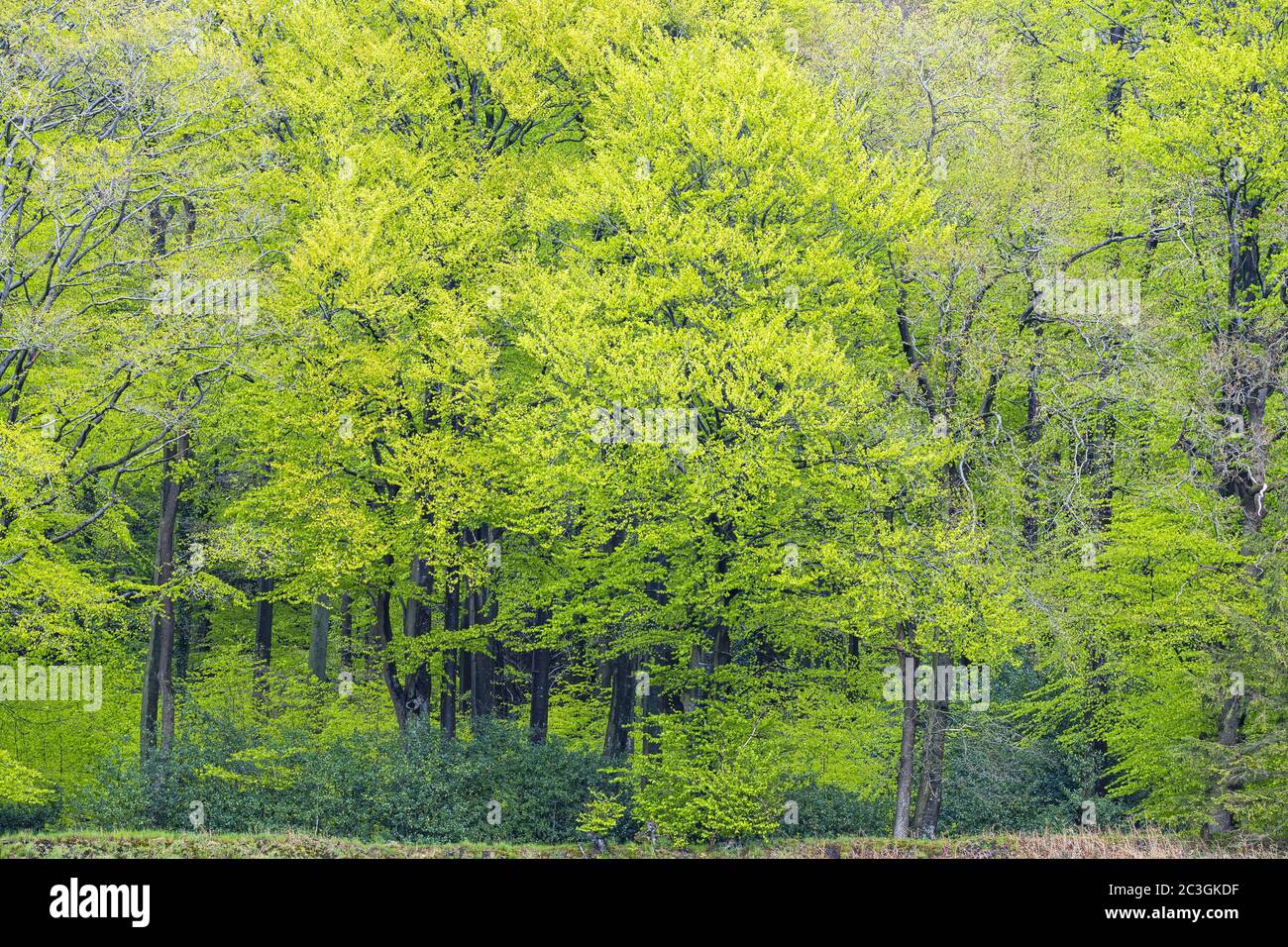 Spring sceneries hi-res stock photography and images - Alamy