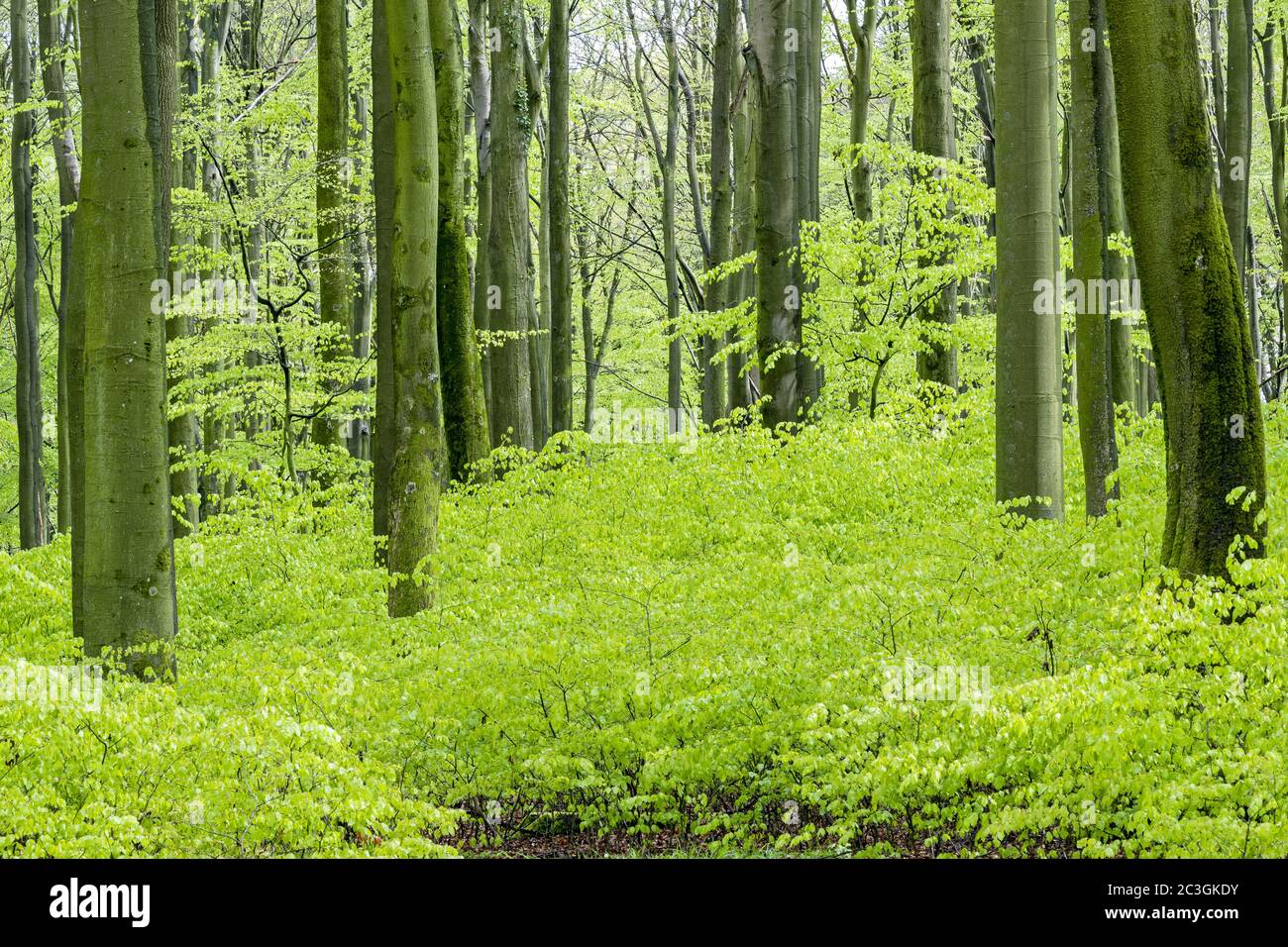 Beech forest in spring Stock Photo - Alamy