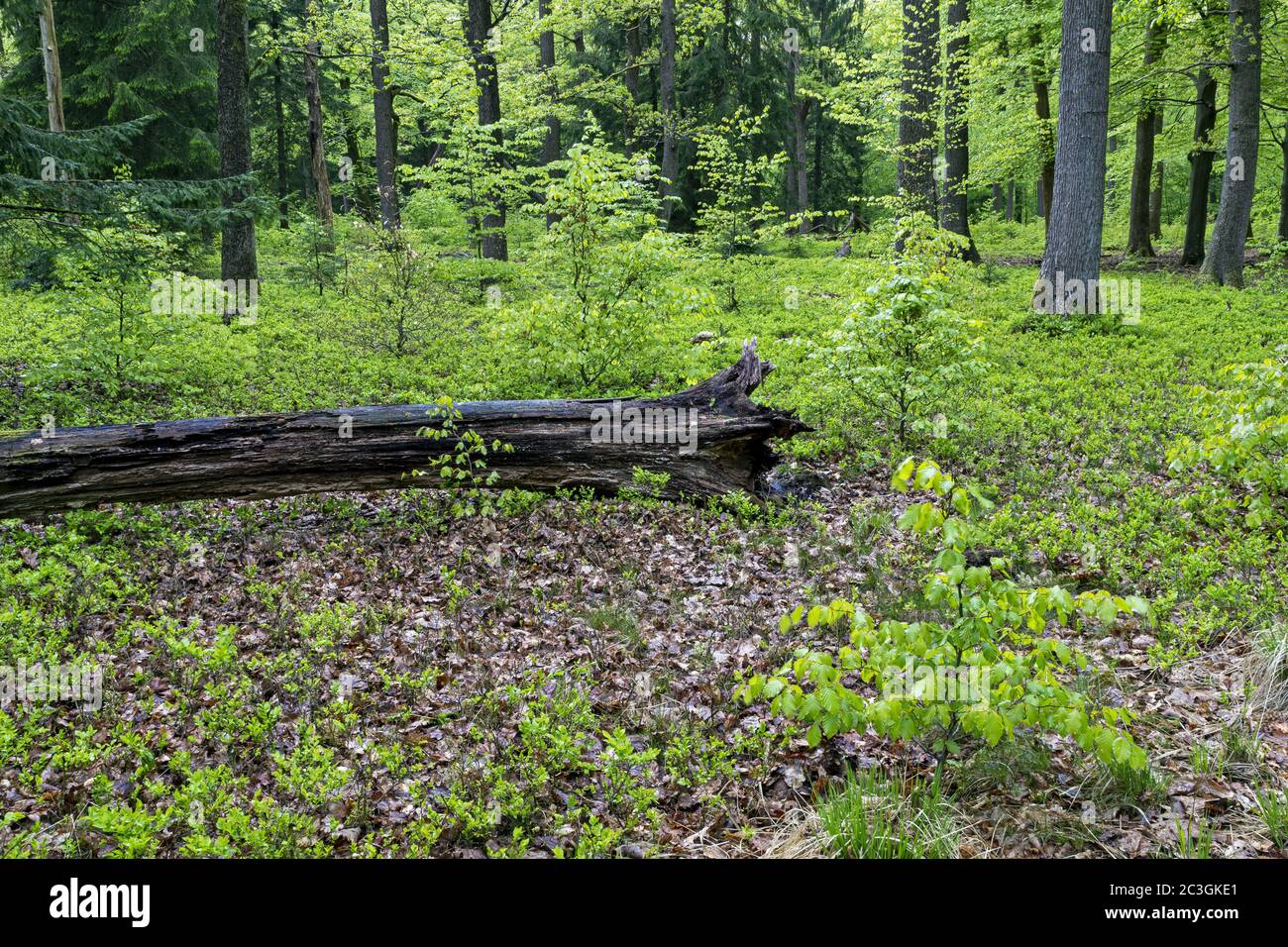Northern english forest hi-res stock photography and images - Alamy