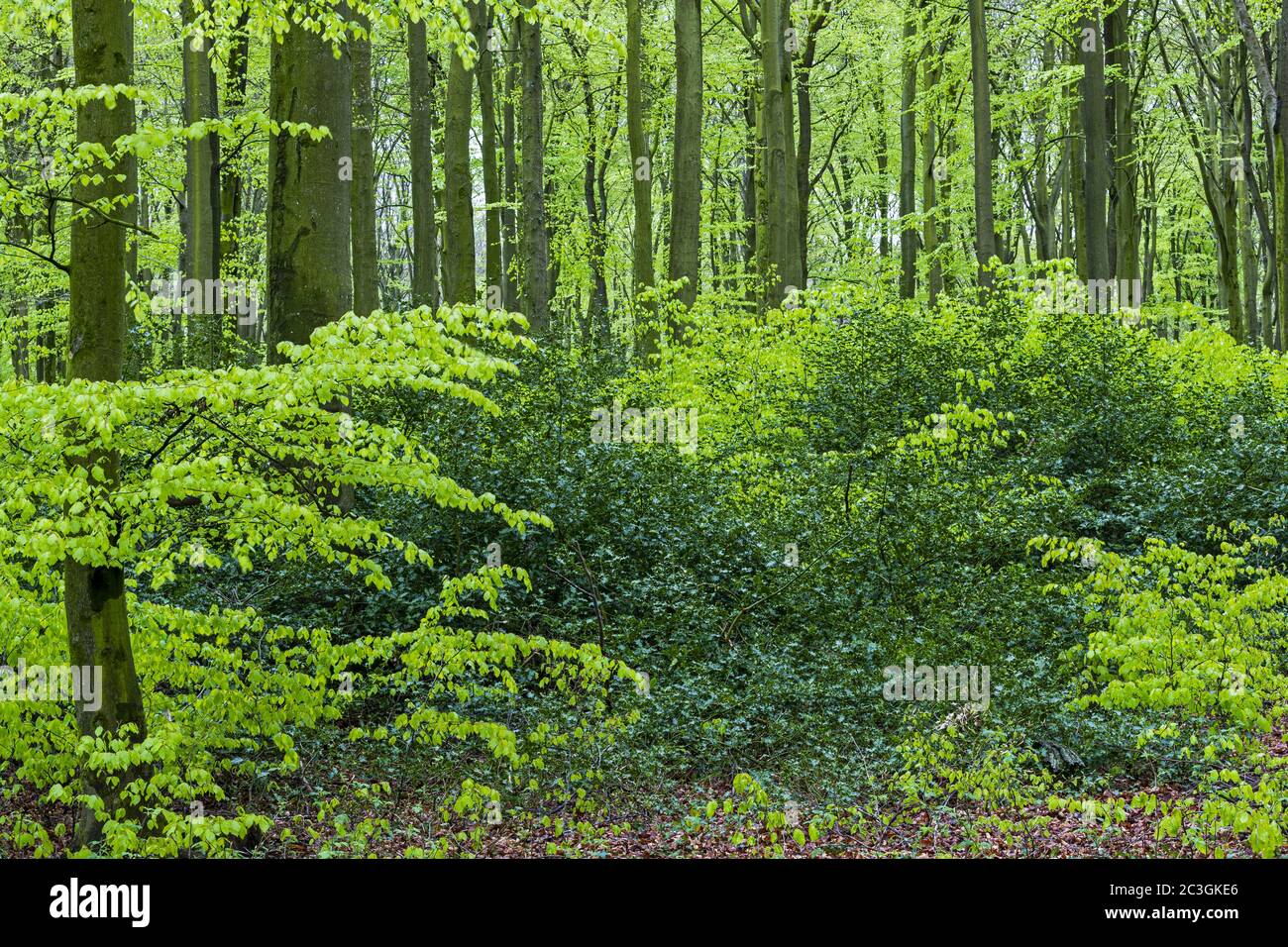 Beech forest in spring Stock Photo - Alamy