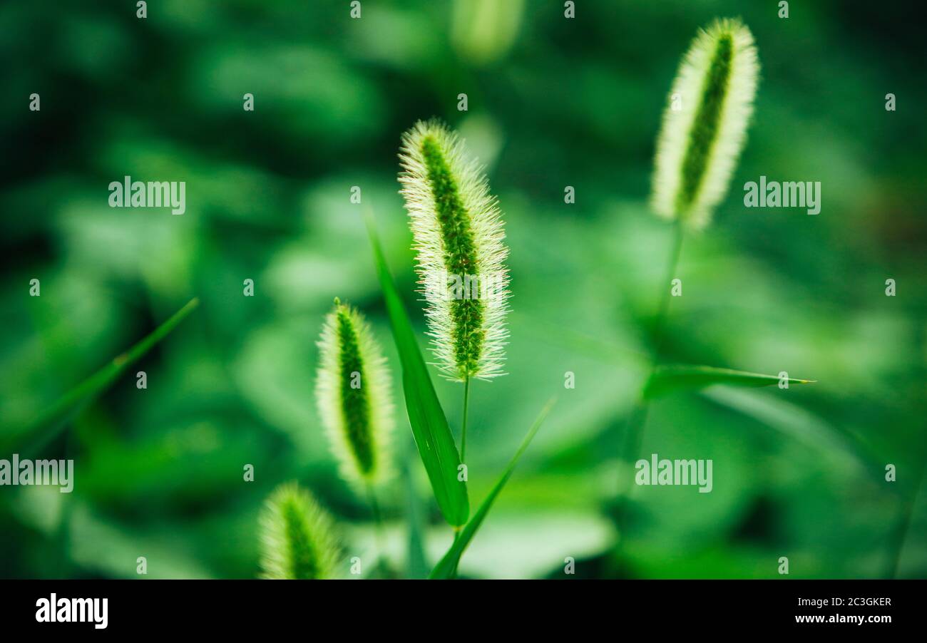 Setaria viridis hi-res stock photography and images - Alamy