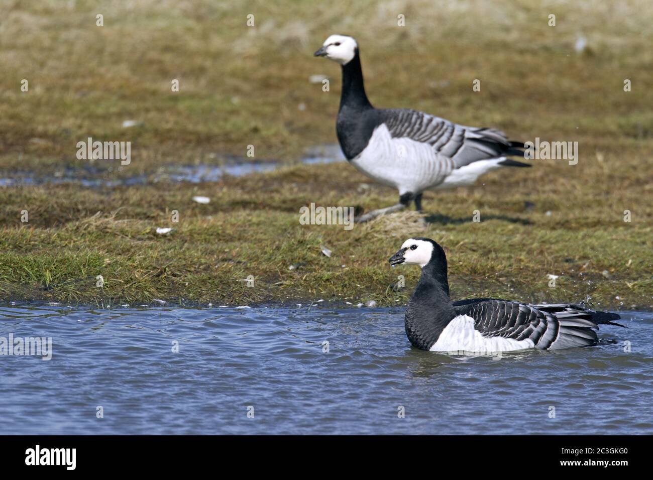 Migrating barnacle goose hi-res stock photography and images - Alamy