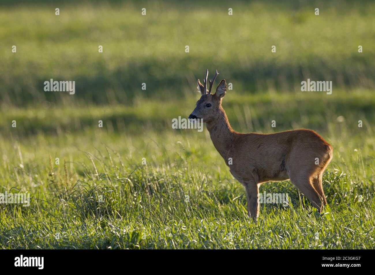 Very old Roe Deer buck stands during the rut in a meadow Stock Photo ...