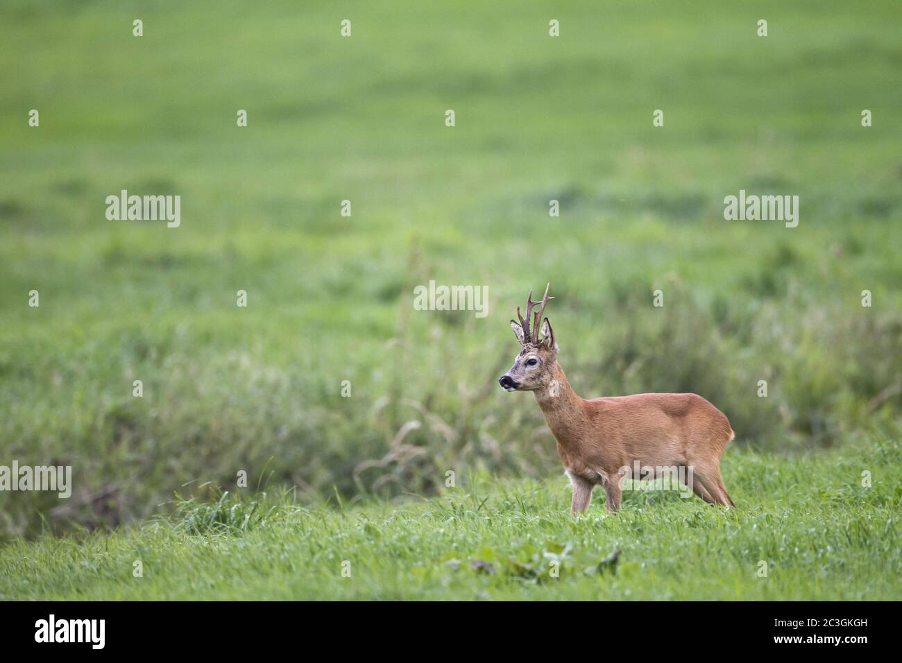 Roe Deer buck in the rut observes another buck Stock Photo - Alamy