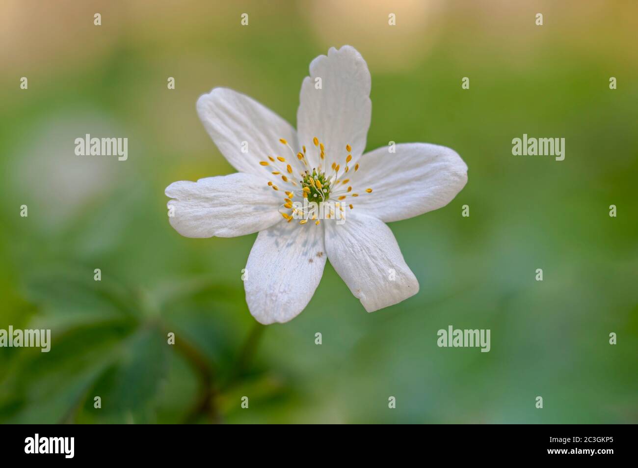 Grove windflower hi-res stock photography and images - Alamy