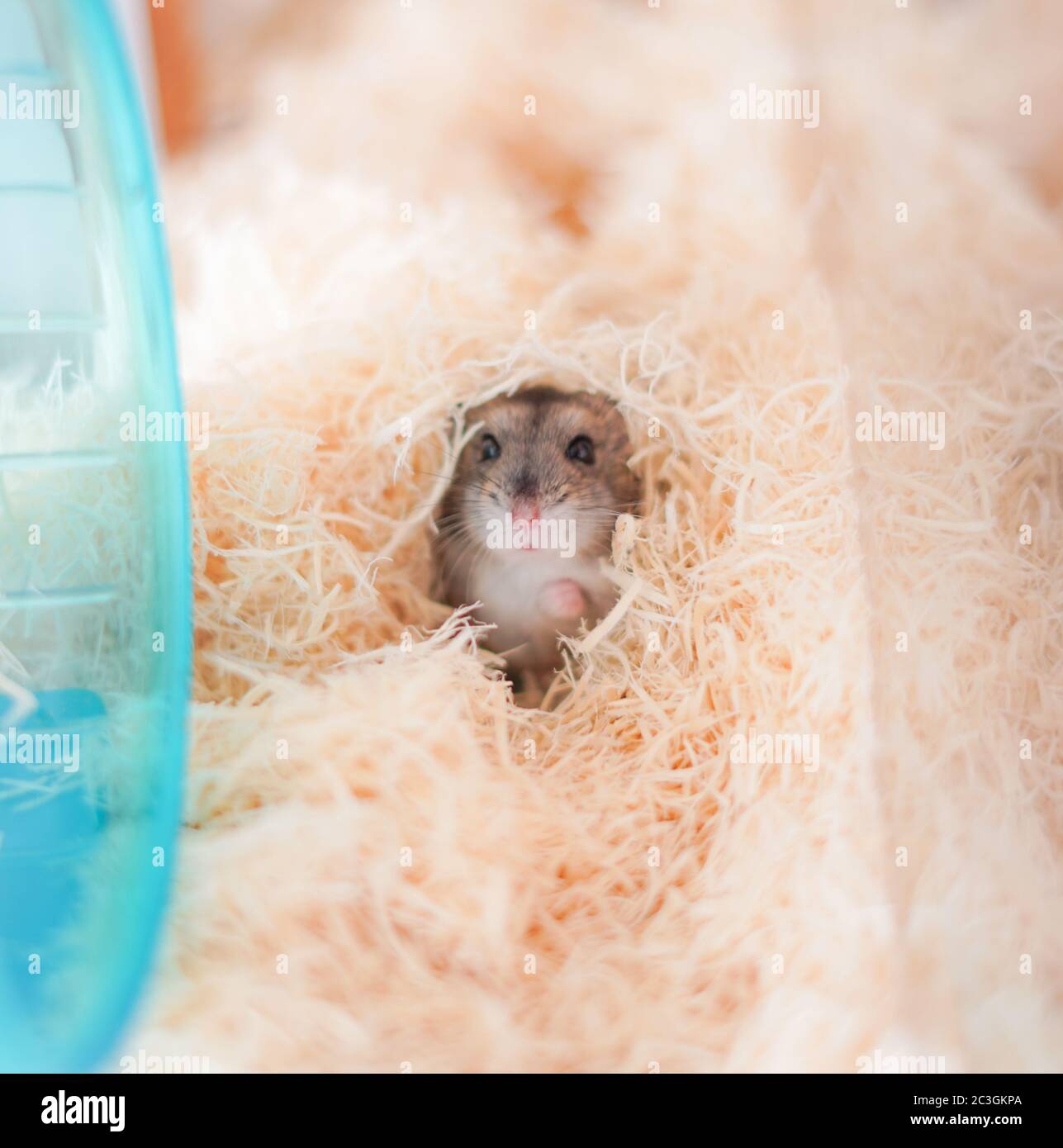 Hamster image hi-res stock photography and images - Alamy