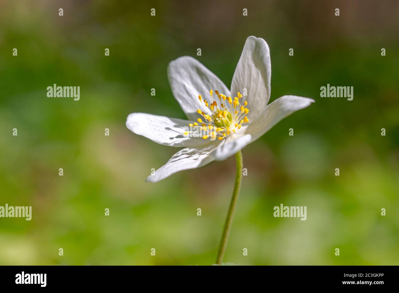 Grove windflower hi-res stock photography and images - Alamy