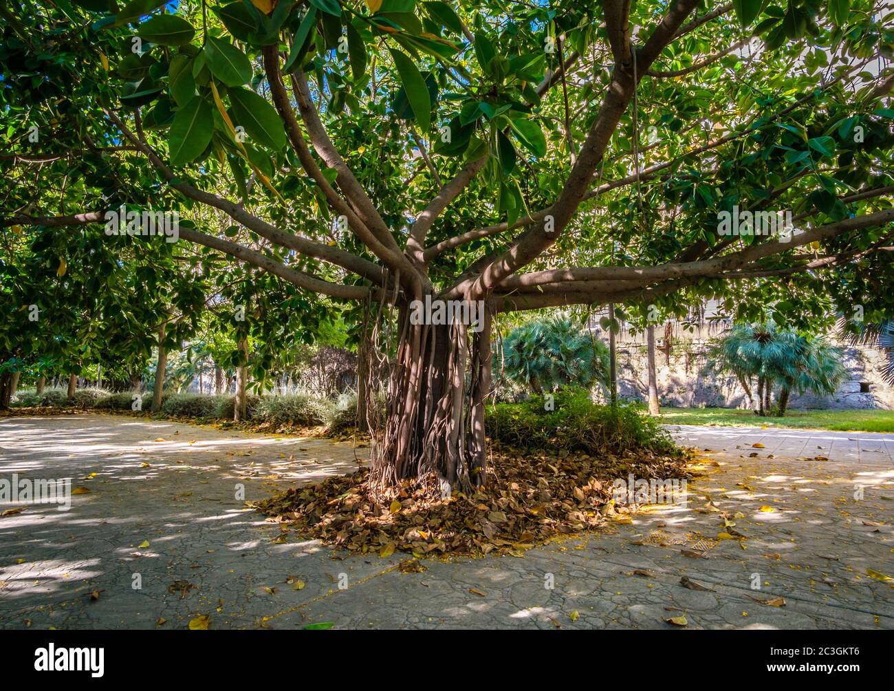 Valencia Banyan Tree, Ficus benghalensis Park at riverbed, River Turia ...